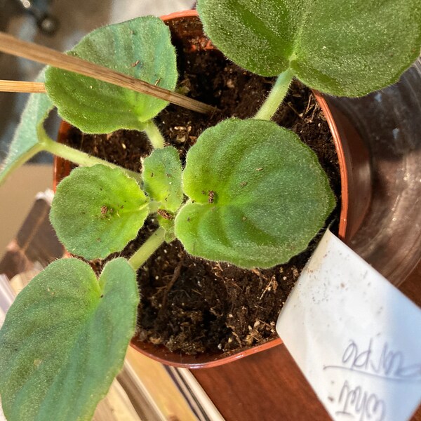 Vat Light in the Night African Violet Live Plant, Young Pre-finished ...