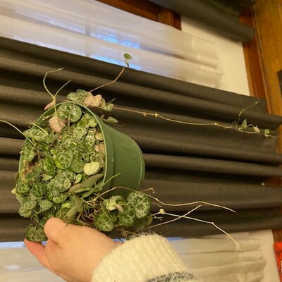 String of Hearts 4, 6 Ceropegia Woodii Trailing Succulent Hanging Plant ...