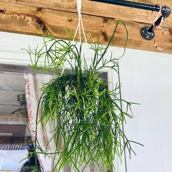 6” Rhipsalis Cashero Hanging Basket - Rooted Bushy Mistletoe Plant ...