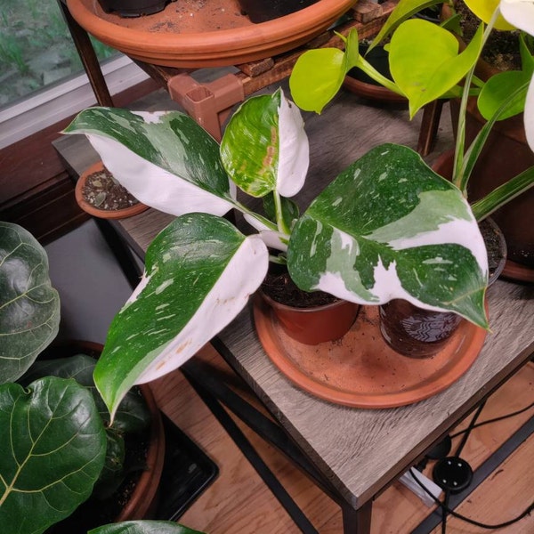 Philodendron White Wizard “high Color” - Live Indoor Houseplant – Rare ...