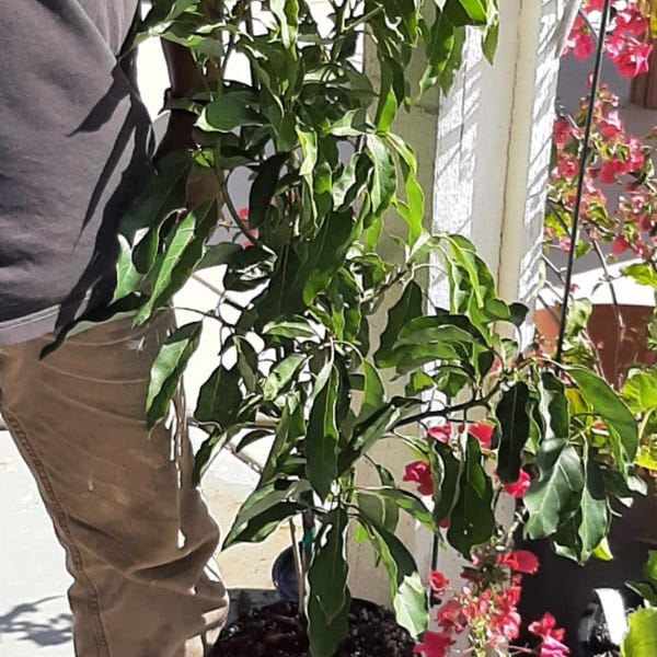 Grafted Dwarf CARA CARA Navel Orange Citrus Tree 2-3ft Tall. We Ship to ...