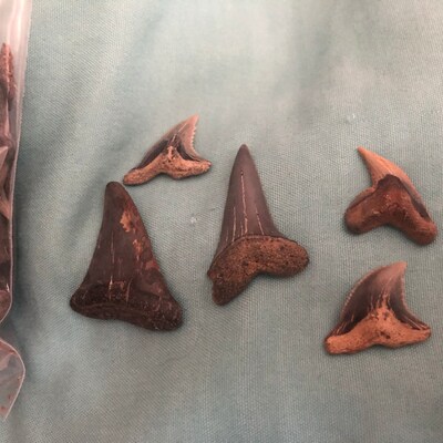 Museum Quality Fossil Shark Teeth Set of 4 Fossil Hemipristis Shark ...
