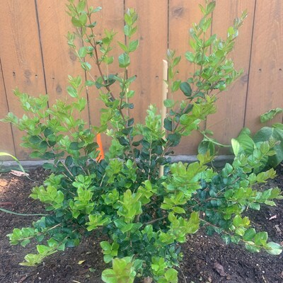 NEW Blueberry Guava luma Apiculata 1 Live Plant Ship in 6 Pot - Etsy