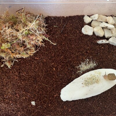 Land Snail Kit Ideal for Garden Snails - Etsy