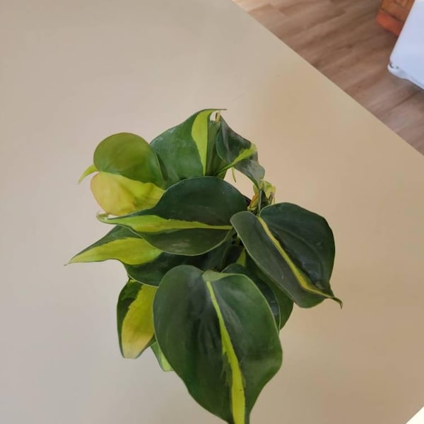 Rare Brazilian Philodendron in 4" Nursery Pot- Philodendron Brazil ...