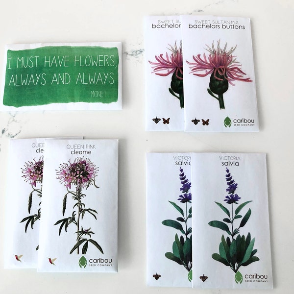 PERENNIAL | Hollyhock CHATER'S Double Triumph Mix | 20 Seeds | Althea ...