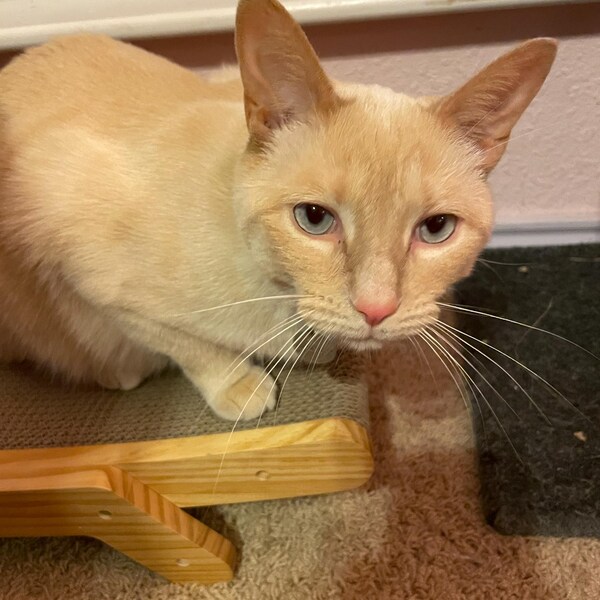 Cat Scratching Post With Recycled Cardboard Inserts - Adjustable ...