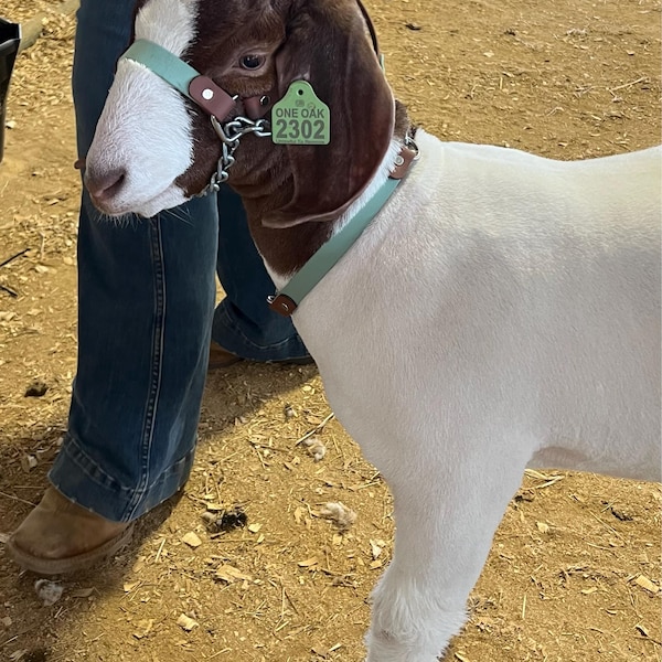 LAMB HALTER | "trio" | Stock Show | Show Lamb | - Etsy