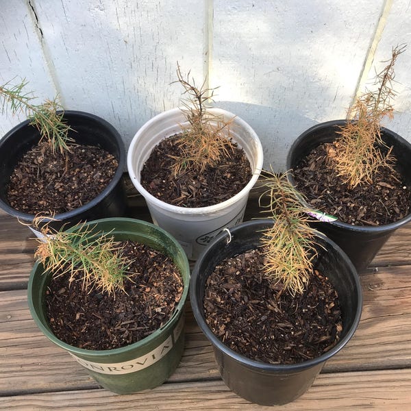 5 Douglas Fir Tree Seedlings: Native, Fast Growing (about 1.5 Feet in ...