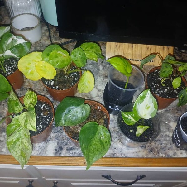 Variegated Maranta Prayer Plants, Beauty Kim Variegated, High ...