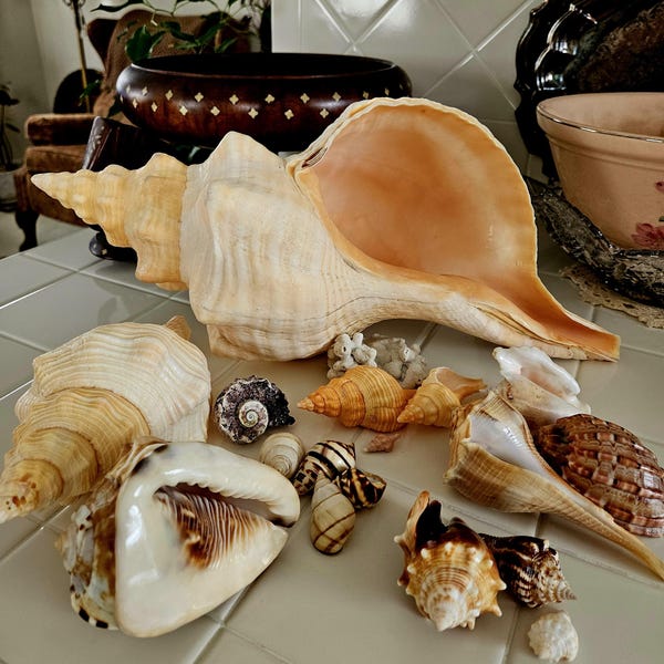 7.50" Busycon Carica KNOBBED Whelk SEASHELL, Shell W/ ORANGE Aperture ...