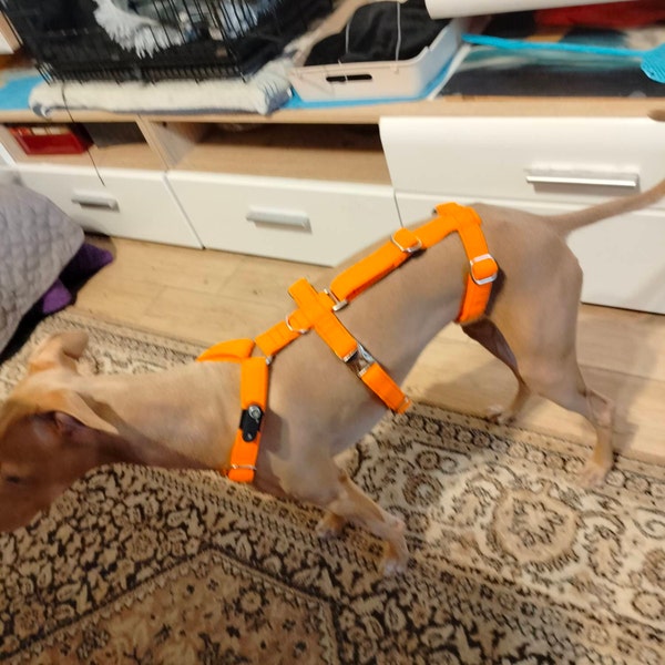 Dog Harness All Neon Like for Greyhound, Whippet, Piccolo, All Breeds ...