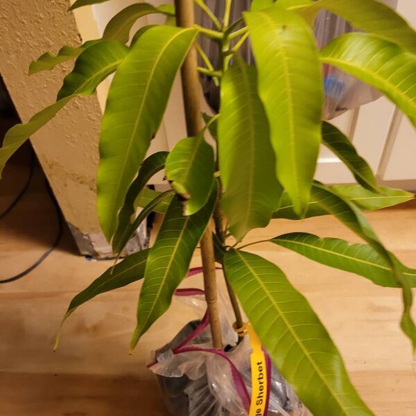 Orange Sherbet Mango Tree Grafted One of the Best Mango in the World - Etsy