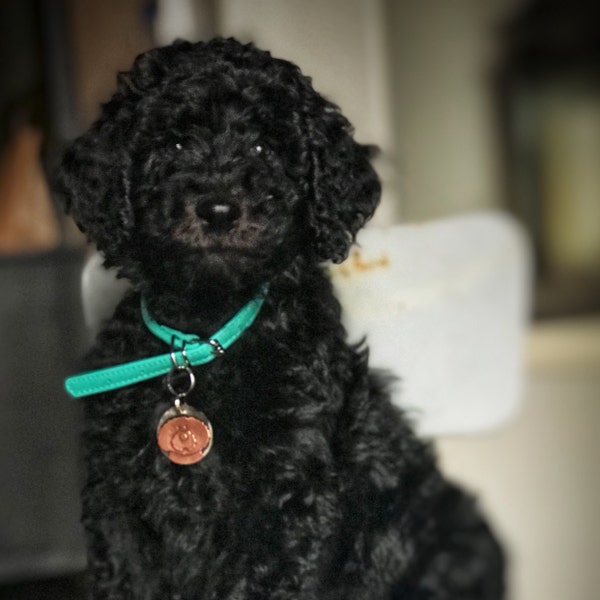 Doodle Dog Tag - Large Dog ID Tag -personalized Goldendoodle or ...