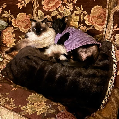 Cat Sweater and Hat Set Hand Knit Sphynx Cat Jumpsuit Cat Clothes ...