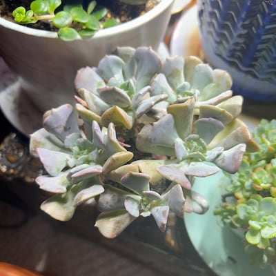 Live Succulents rare Succulents multihead Succulents echeveria ...