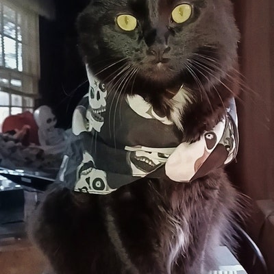 Winter Cardinal Note Cards Stationary Sets, Red Cardinal Bird, Snowy Tree, Stationery Cards Sets ...