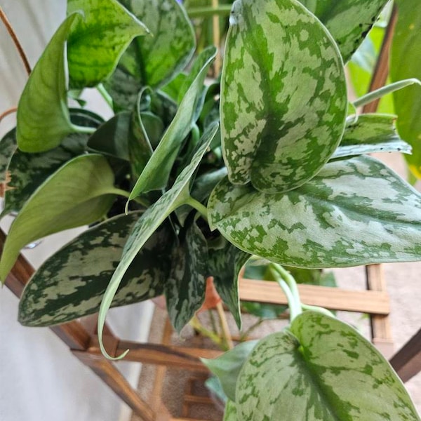 Silver Lady Pothos - Scindapsus Silver Lady - Silver Pothos Plant ...
