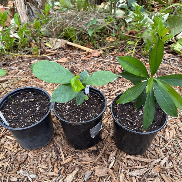 Bacuri Bacurizinho Garcinia Acuminata Mangosteen Tropical Fruit Tree ...
