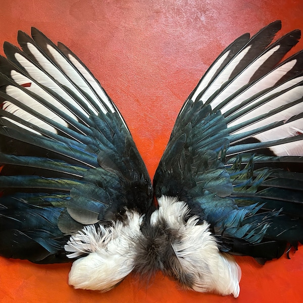 Real Magpie Crow Wings Taxidermy Gothic Curo Study Skeleton Bird Corvid ...