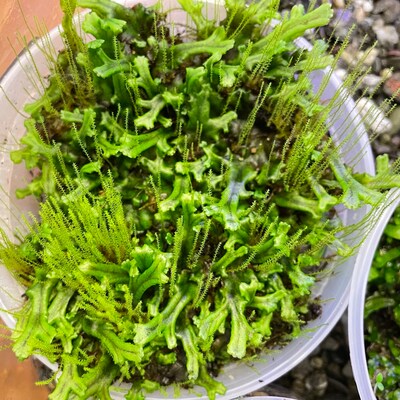 Swans-neck Thyme Moss Mnium Hornum Terrarium Moss - Etsy