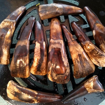 1 or 10 Antiqued Buffalo Tooth, Real Bison Tooth, Animal Tooth ...