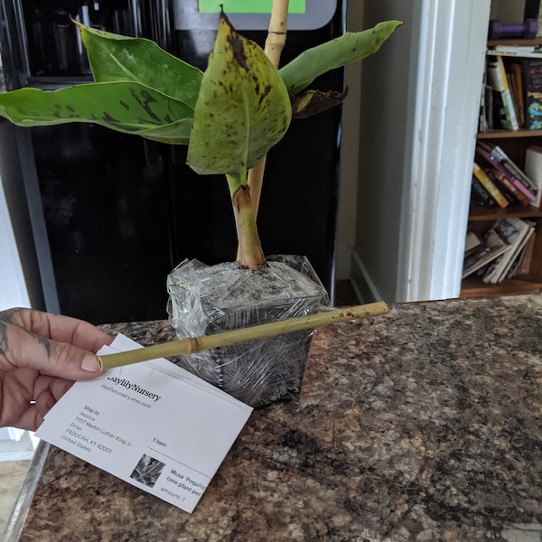 Musa ‘poquito’ Banana Tree/ Banana Tree in 4 Inch Cups (one Plant per ...