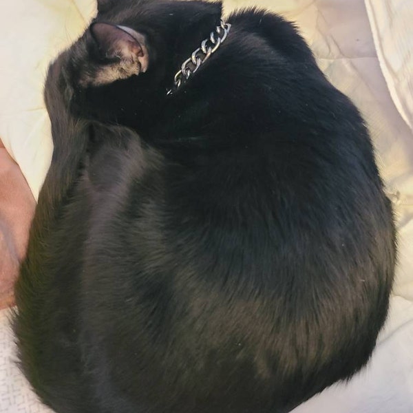 Chain Cat Collar, Medium Cuban Link Cat Necklace, Lightweight Cat ...