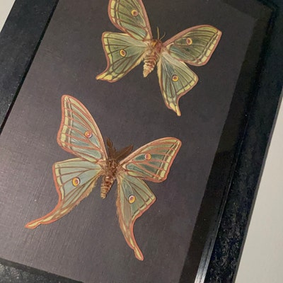 Rare Pink Form Gaudy Commodore Butterfly Framed Taxidermy Precis ...