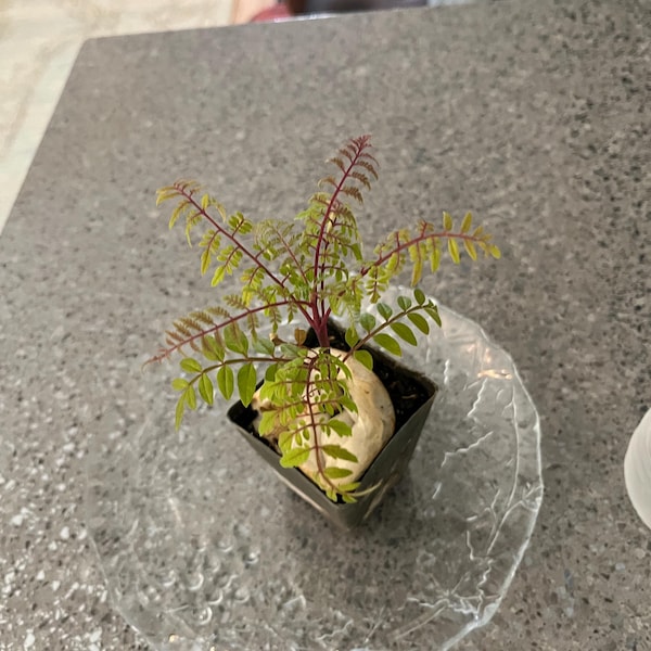 Jacaranda Tree Starter Purple Flowering Tropical Garden Live Plant ...