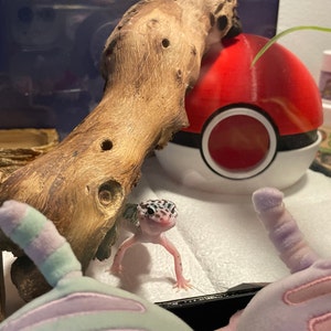 Milk Carton Small Pet Hide Kawaii Hideaway House Great for Geckos ...