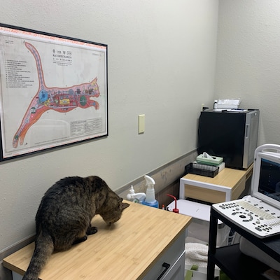 Isaac Asimov Foundation Galaxy Map Poster the Foundation - Etsy