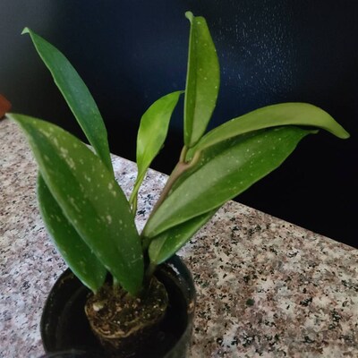 Hoya Royal Hawaiian, Starter Plug - Etsy