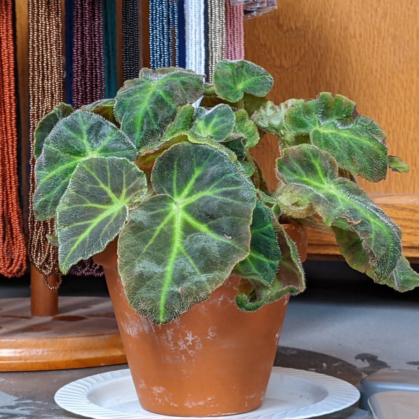 Rhizomatous Begonia 'caravan' - Etsy
