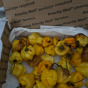 Whole Fresh Scotch Bonnet Peppers. Fresh Pods of Genuine Scotch Bonnets ...