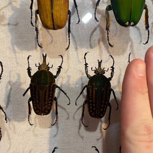 Set of 3 Stag Beetles Cyclommatus Lunifer for All Your - Etsy