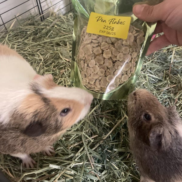Organic Pea Flakes 225g (7.93 Ounces) Hamster Guinea Pig Rabbit Treats ...
