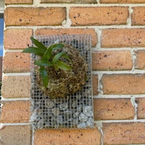 Staghorn Fern Wall Mounting Board Orchid Mounting Board - Etsy