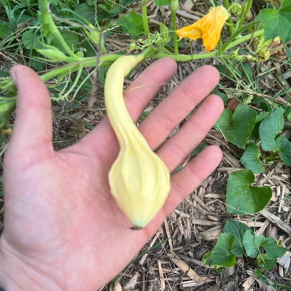 Birdhouse Bottle Gourd Seeds, Calabash, Ornamental Craft Gourd, Open ...