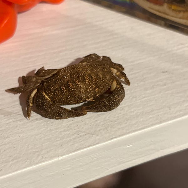 Spider Crab Platymaia Alcocki Crab Taxidermy Oddities - Etsy