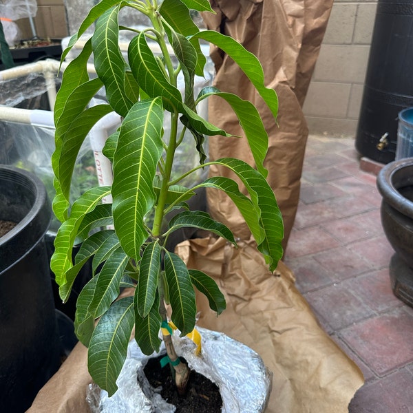 Ice Cream Mango Tree. Grafted in 3 Gallons Pot, No Ship to HI - Etsy