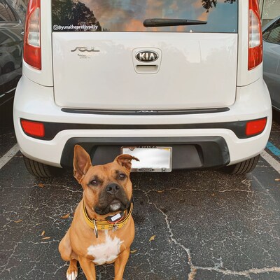 Caution K9 STAY BACK Vehicle Temperature Controlled and Monitored Decal ...