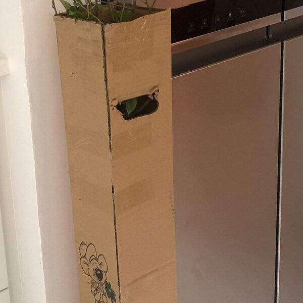 Jumbo Black Mulberry Sapling, Grafted Ready to Plant, With Tuberous ...