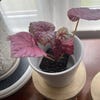 Pan Am - Friendship Plant (pilea Involucrata) - Etsy