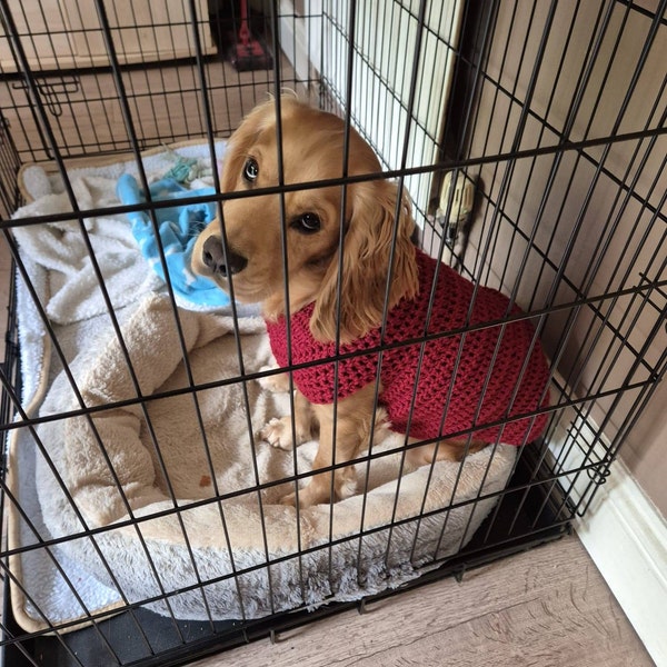 Ledger Sweater CROCHET Pattern - Beginner Friendly Sweater for Dogs in ...