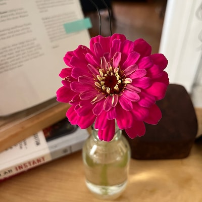 Zinnia Seeds exquisite 214 - Etsy