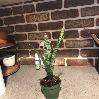 Extra Large Snake Plant Laurentii 10 Nursery Pot - Etsy