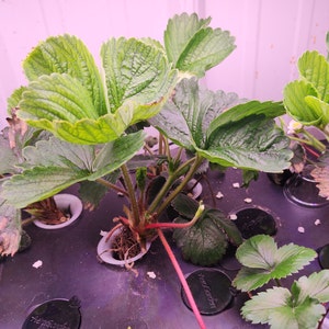 BLUEBELL Grape Vine 1 Bare Root Live Plant PREORDER Ship in April - Etsy