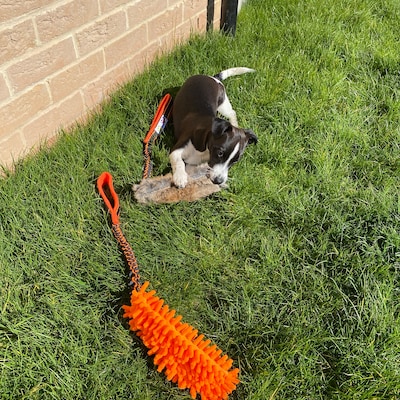 Paws Made Bunny Bungee Rabbit Fur Dog Tug High Reward Agility Flyball ...