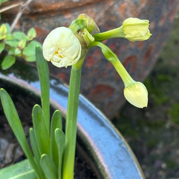 Asparagus Live Plants in 7cm Pots Ready to Plant Out! (connovers ...